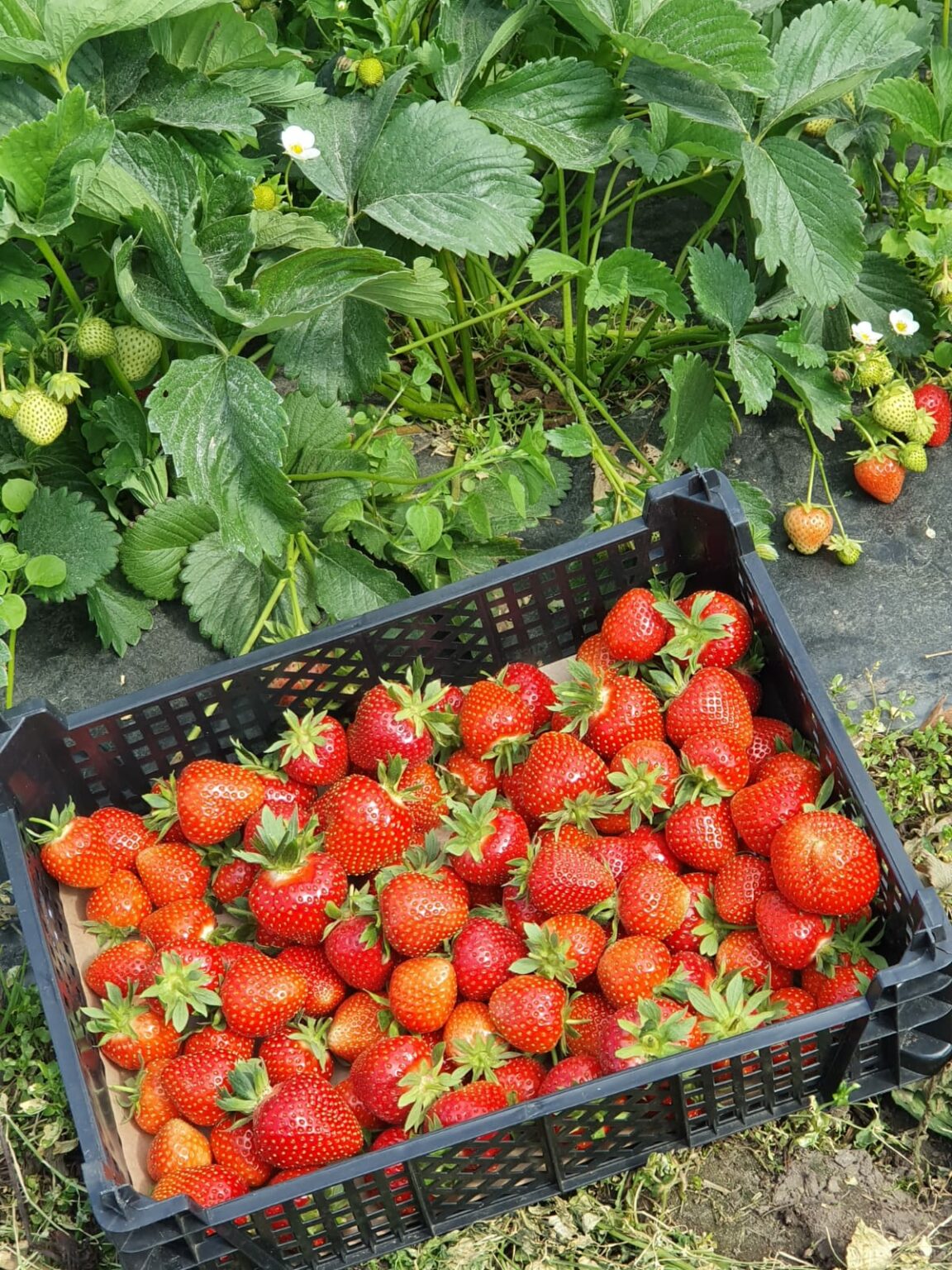 Zemenes Latvijas svaigas, Regulārais abonements ar piegādi 1 reizi ...